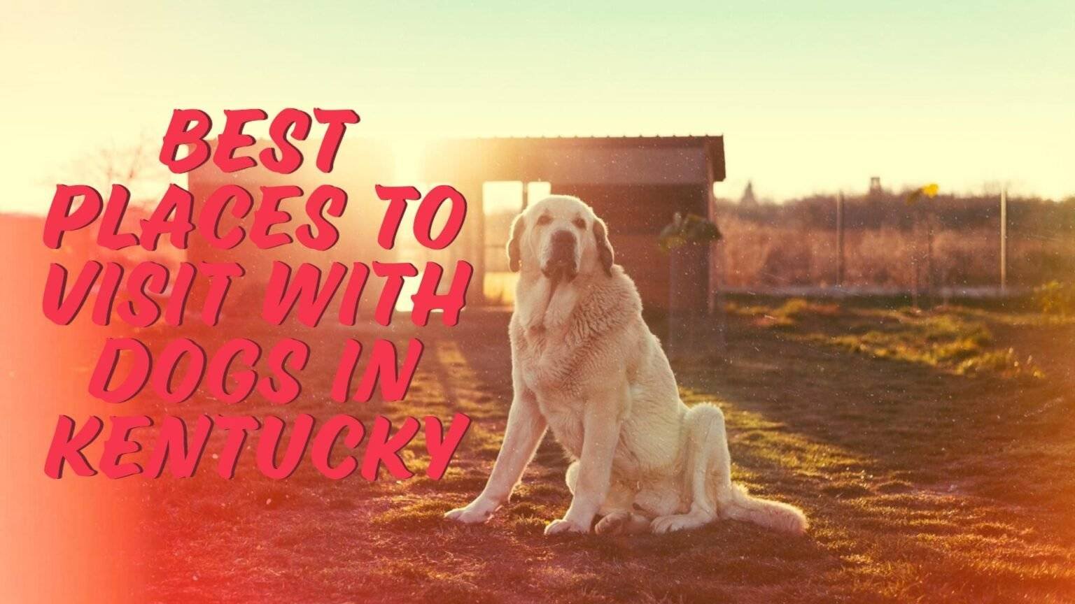 Best Places to Visit with Dogs in Kentucky – Pet-Friendly Spots